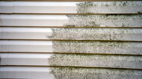 The Gentle And Affordable Algae Removal Solution For Your House Siding
