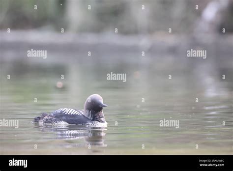The Pacific Loon Or Pacific Diver Gavia Pacifica Is A Medium Sized