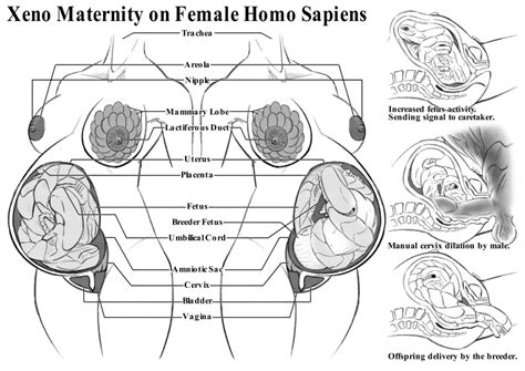 Rule 34 Alien Franchise Alien Pregnancy Anatomy Balls Bellyburster Species Big Belly Big