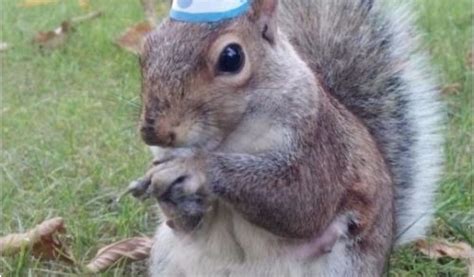Squirrel Happy Birthday Meme Super Birthday Squirrel Memes Imgflip