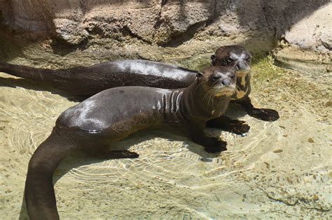 Nutrias De Río Animales Mamíferos Foto gratis en Pixabay Pixabay