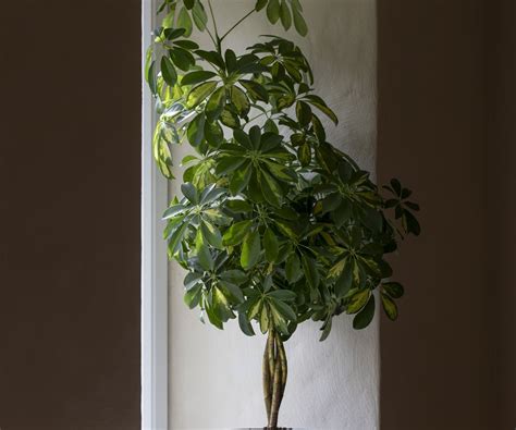 Best Low Maintenance Trees To Grow Indoors Six Varieties Homes And Gardens
