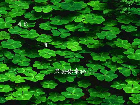 幸运草图片动态头像壁纸第6页大山谷图库