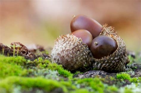 Do Rats Eat Acorns Toxic Or Healthy