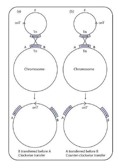 Conjugation Why Does The Plasmid Recombination In A Chromosome Occur