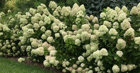 How To Handle An Overgrown Hydrangea Proven Winners Colorchoice