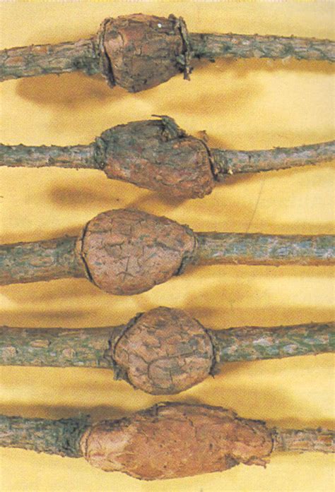 Eastern And Western Gall Rusts Forest Nursery Pests