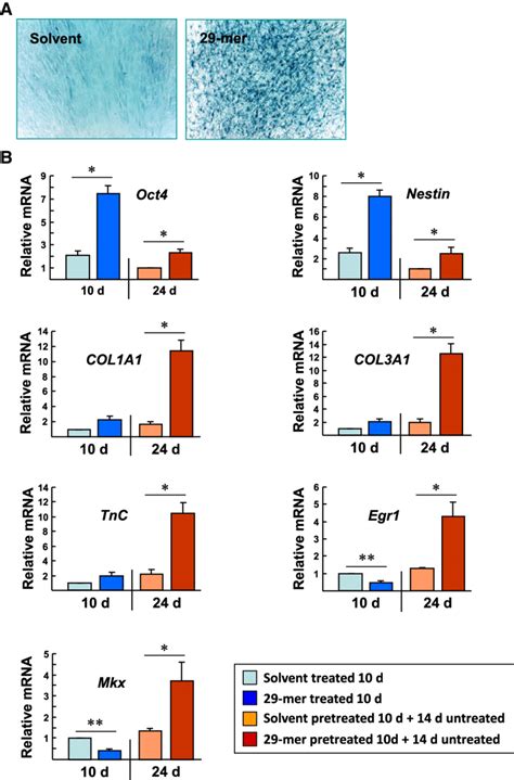 Tenogenic Differentiation Of Tspc Expanded By The 29 Mer Primary