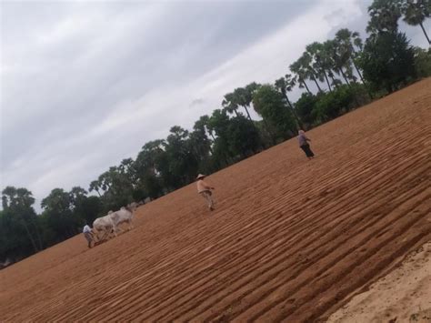 ငါ့သ‌ရောက်မြို့တွင် ပင်ထောင်၊ ပင်ပြန့် မိုးလယ်မြေပဲများ စတင်စိုက်ပျိုး