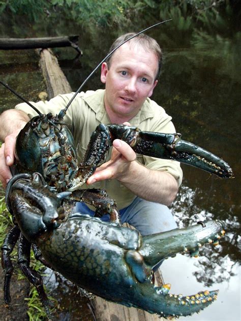 Tassie Ecologist Todd Walshs Bold Bid To Stop Worlds Biggest Land