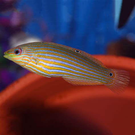 Six Line Wrasse Fast Professional Service Abyss Aquatics