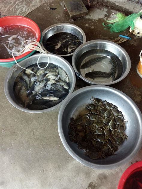 小鎮中漫步魚市 每日頭條