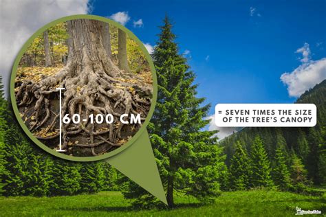 Canaan Fir Root System At Arthur Poulsen Blog