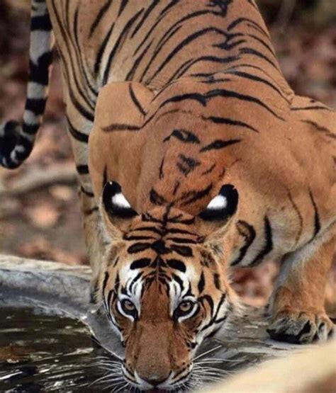 Scary Ass Tiger Roddlyterrifying