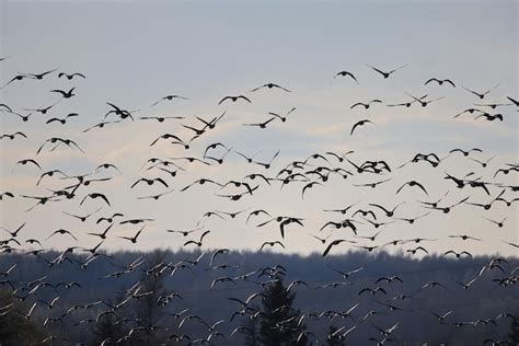 Premium Photo Migratory Geese Flock In The Spring In The Field