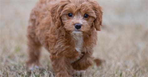 F1b Cavapoo Complete Guide Traits Care And Costs Premier Pups