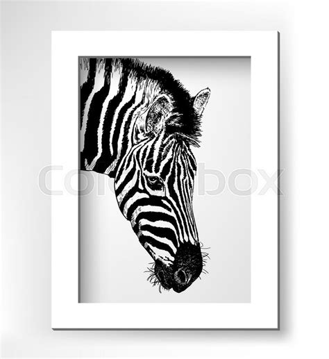 Zebra Head Sketch At Explore Collection Of Zebra