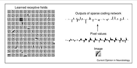 Figure 2 From Sparse Coding Of Sensory Inputs Semantic Scholar