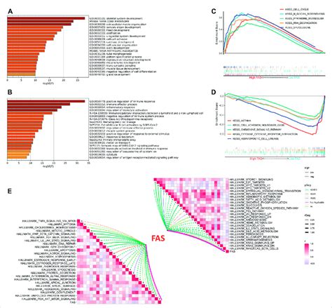 Functional Analysis Of FAS In STS A B GO Enrichment Analysis Results