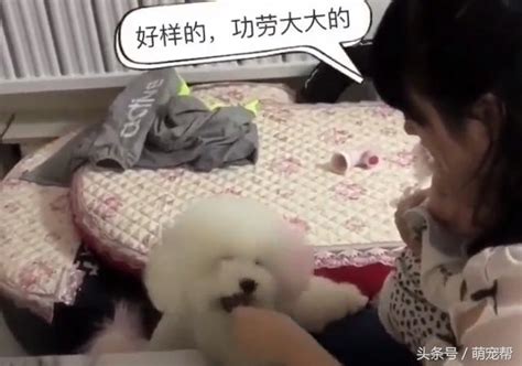 狗狗這傢伙竟給女主人告狀男主人藏私房錢，只為換零食 每日頭條