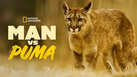 Man Vs Puma 2018 Az Movies