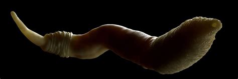 Down To The Synapse Connecting Brain Circuits To Behavior Weizmann