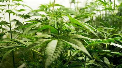 The Ultimate Guide To Thca The Weed Blog