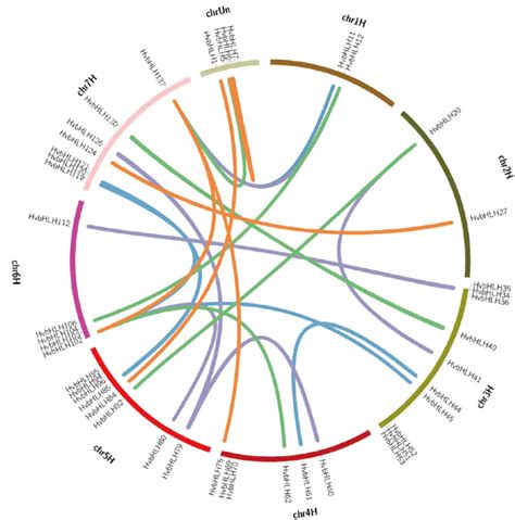 Genomic Distribution Of Bhlh Genes And The Gene Duplication In Barley