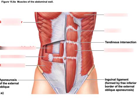 Anterior Abdomen Diagram Quizlet