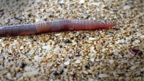 Stop Worms From Crawling On Sidewalk At Clifford Bloss Blog