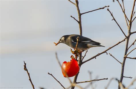 Dsc7285 4 연재 이 Flickr