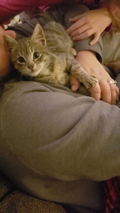 Our New Kitty Tiny Tim He Came In On Christmas Eve A Stray That Just Wondered Up Cat Kitten