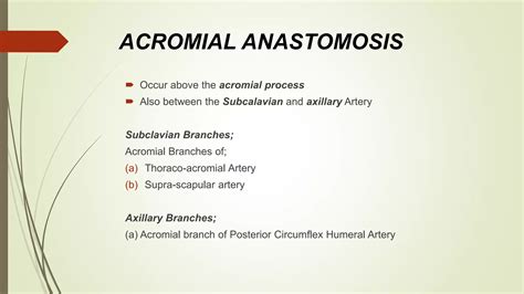 Anastomosis Around Shoulder Joint Anatomy Ppt