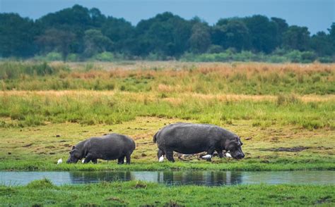 마 방목 Chobe 강 Chobe 국립 공원 보츠와나의 기슭에 0명에 대한 스톡 사진 및 기타 이미지 0명 고여 있는 물