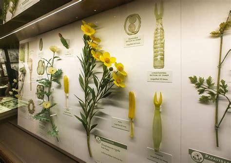 Glass Flowers Marvels Of Art And Science At Harvard At Ryan Bruce Blog