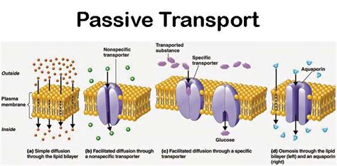 Active Transport Definition Types Process Examples Bioteck Ink