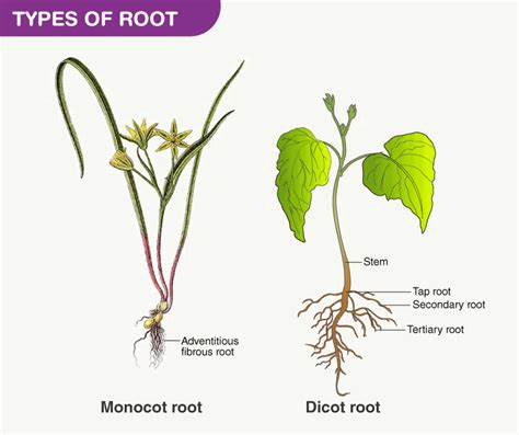 Primary Root System