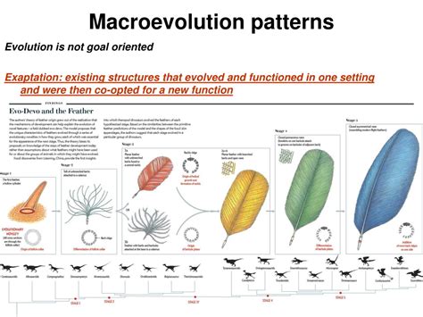 Ppt Exploring Macroevolution Genetic Relationships And Evolutionary Patterns Powerpoint