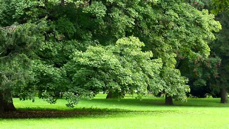Trees Blowing In Heavy Wind Stock Footage Video 3475262 Shutterstock
