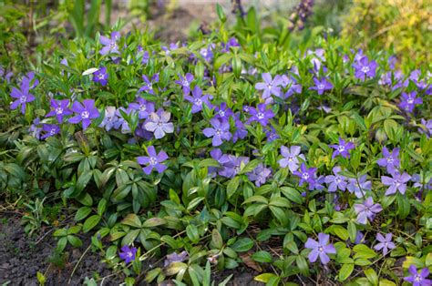 빈카 작은 작은 Periwinkle 장식 꽃 일반적인 Periwinkle 꽃 꽃을 기어 다니는 0명에 대한 스톡 사진 및 기타
