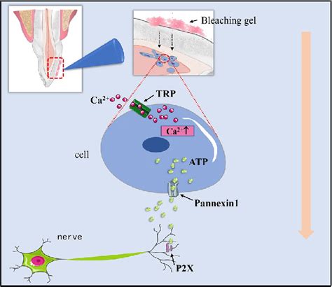 Schematic Diagram Presenting The Hypothesis On The Role Of Trpa1 In