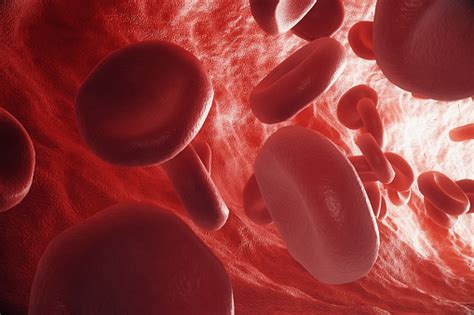 靜脈或動脈中的紅細胞 在生物體內流動 3d 渲染向量圖形及更多人圖片 人 人體 人體構造 Istock
