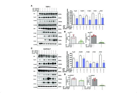 Effect Of A Specific Nf Kb Inhibitor On Macrophages Treated With Hpp