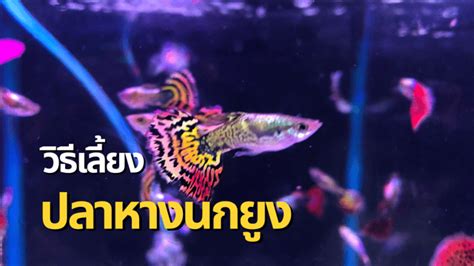 วิธีเลี้ยงปลาหางนกยูง ให้สวยตลอดเวลา