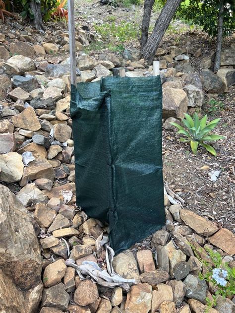 Planted Hass Avo Tree 3 Months Ago In Aussie Spring But Havent Seen