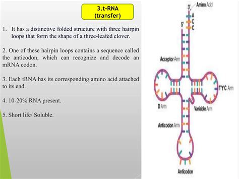 Dna And Rna Structure Functions Types Difference Similarities
