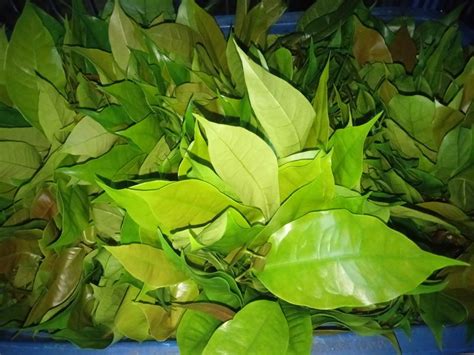 Chodiwat Sufficiency Economy ผักเหลียง ราชินีแห่งผักพื้นบ้าน ผัก