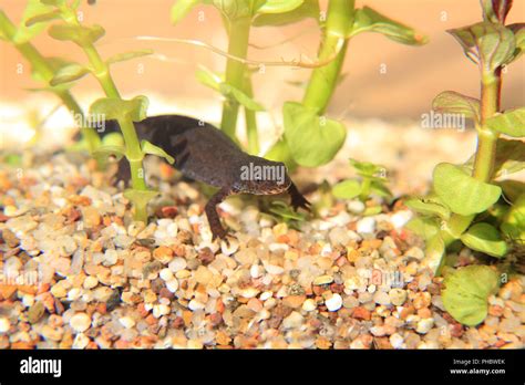 Female Newt Hi Res Stock Photography And Images Alamy