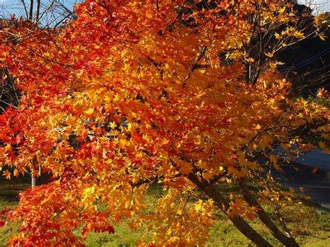 関東のお勧め紅葉ツーリングスポット12～もみじロード・養老渓谷 Dokoiko どこいこ：バイクツーリングに行くなら