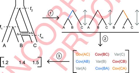 Modelling Quantitative Trait Evolution Under The Combined Effects Of